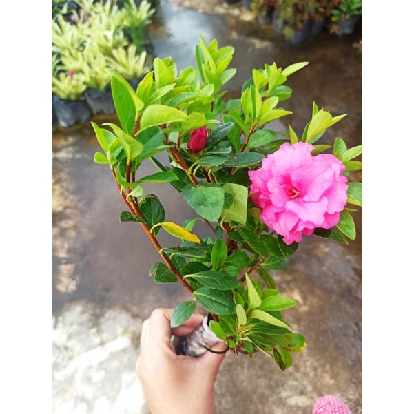 Jual Tanaman Hias Bunga Azalea Tumpuk Pink (sudah berbunga) | Shopee ...