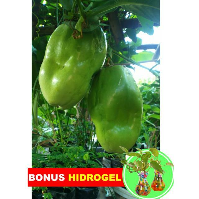 Jual Benih - Biji - Bibit Buah-Sayur Buah Super Besar Buah Markisa ...