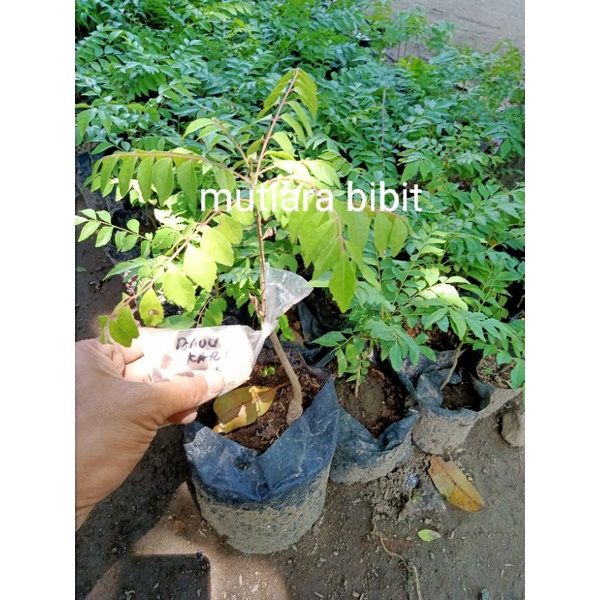 Jual bibit tanaman salam Koja daun kari pohon kari bibit kari untuk ...