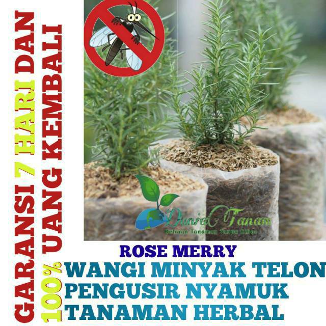 Jual bibit tanaman hias herbal pohon hidup rose marry merry mary mery ...