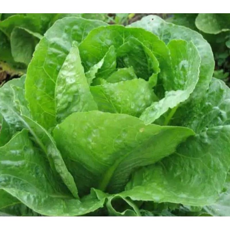 Jual Benih Selada Green ROMAINE | Shopee Indonesia