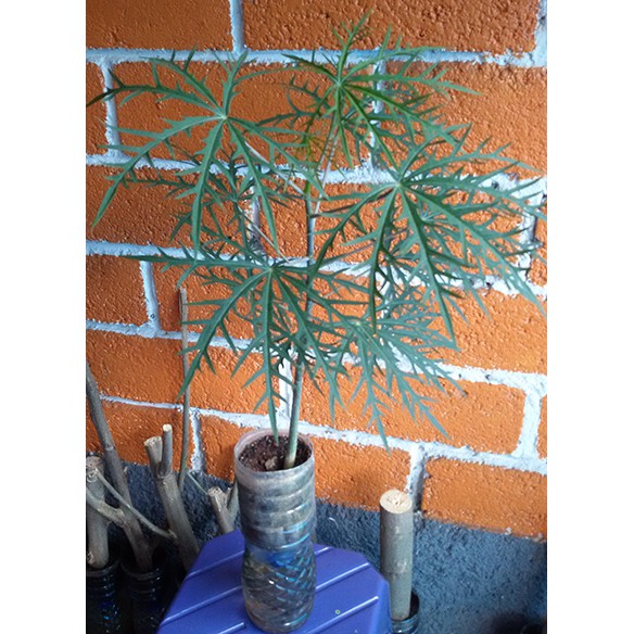 Jual Tanaman Yodium | Shopee Indonesia