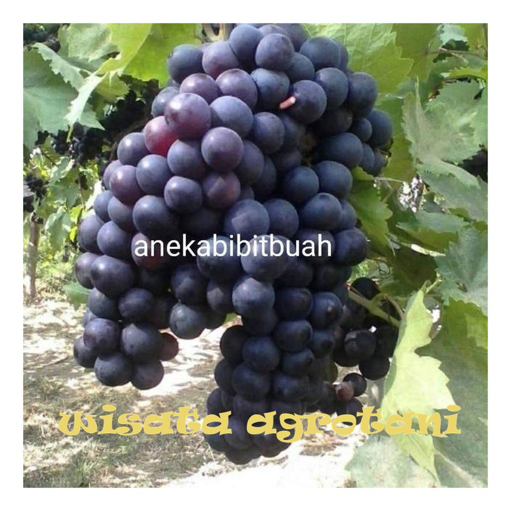 Jual COD BIBIT TANAMAN ANGGUR MOONDROP Anggur Import Okulasi WISATA ... Jual COD BIBIT TANAMAN ANGGUR MOONDROP Anggur Import Okulasi WISATA ...