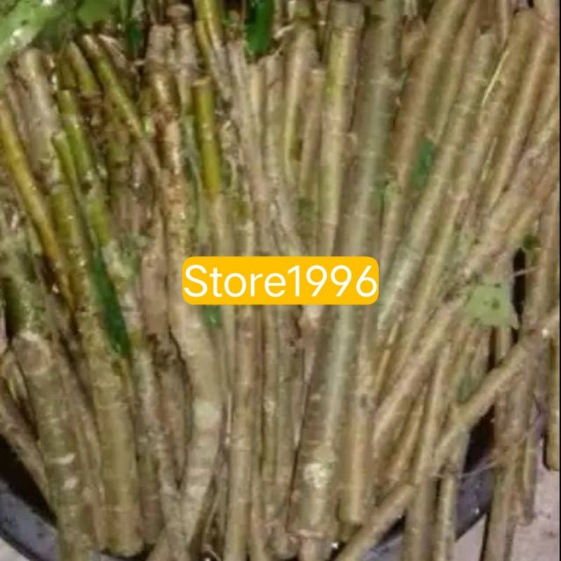 Jual bibit stek pohon Loa per 2 batang siap tanam | Shopee Indonesia