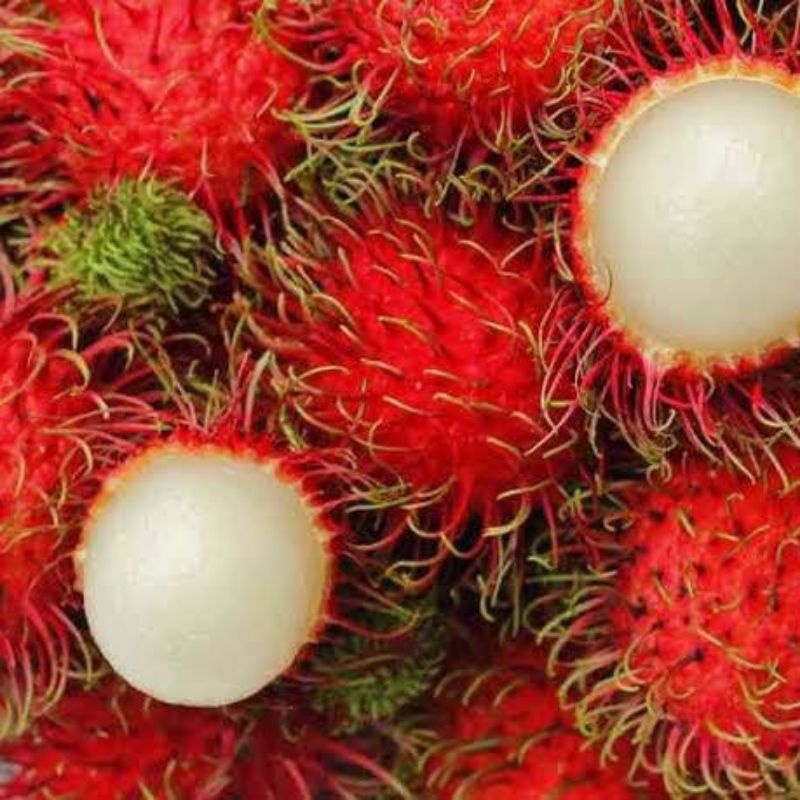 Jual rambutan manis per 2 ikat berat 1,5 - 1,8kg | Shopee Indonesia