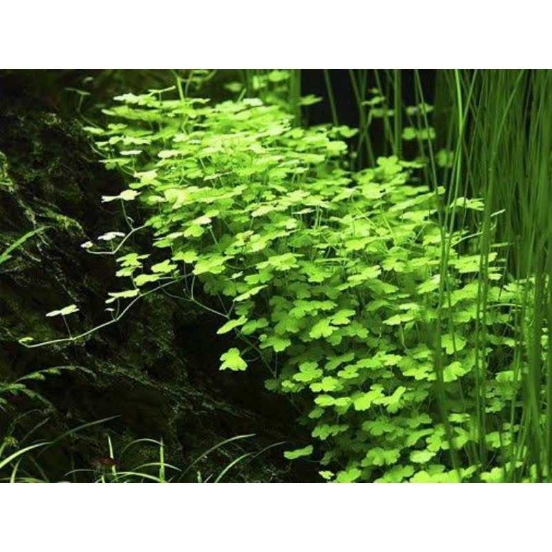Jual Tanaman aquascape Hydrocotyle Tripartita Sp Japan | Shopee Indonesia