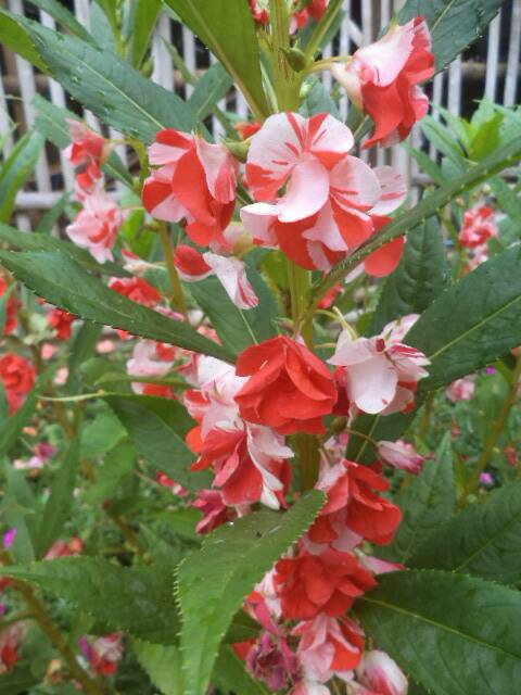 Jual Pacar Air Tumpuk/Balsamnia Belang Merah-Pink | Shopee Indonesia