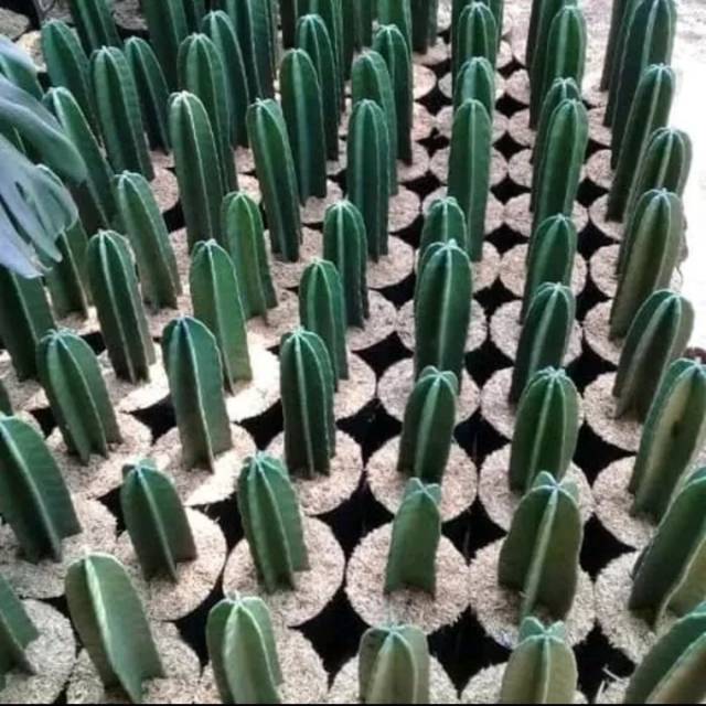 Jual Tanaman Kattus Belimbing tinggi 30cm-Pohon Kaktus Belimbing-Katus ...