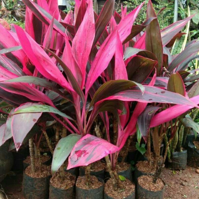Jual hanjuang merah atau andong merah, taman Bali, taman rumah, hiasan ...