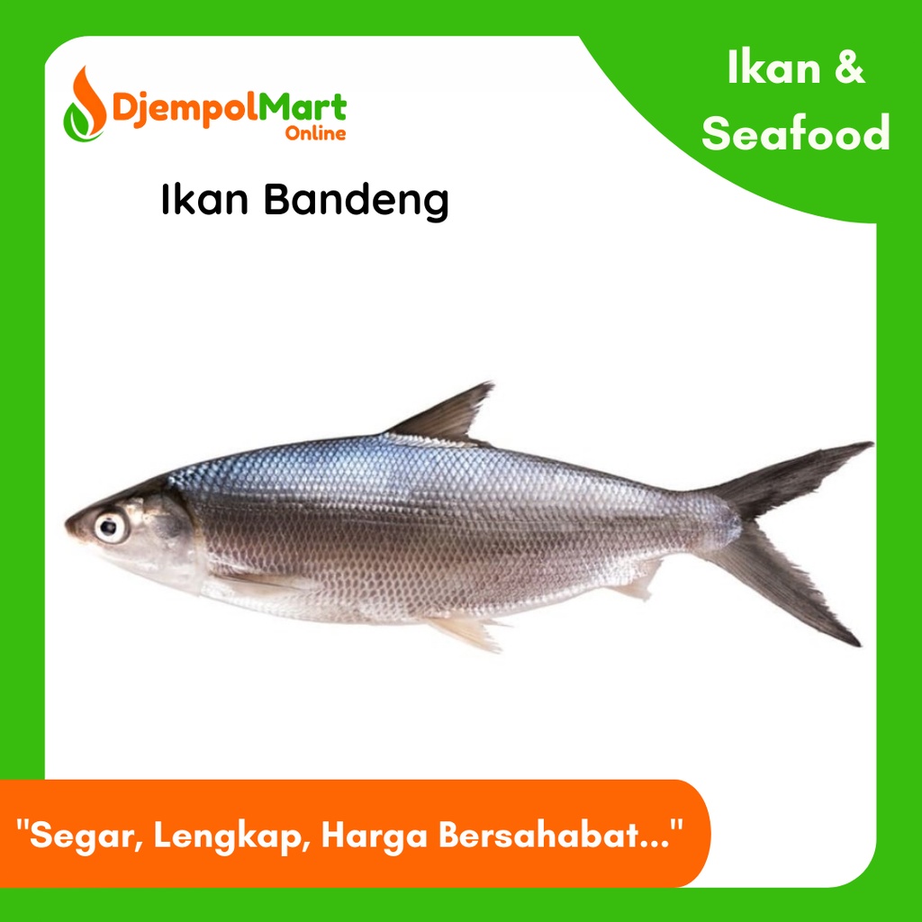 Jual Ikan Bandeng - Ikan Laut | Shopee Indonesia