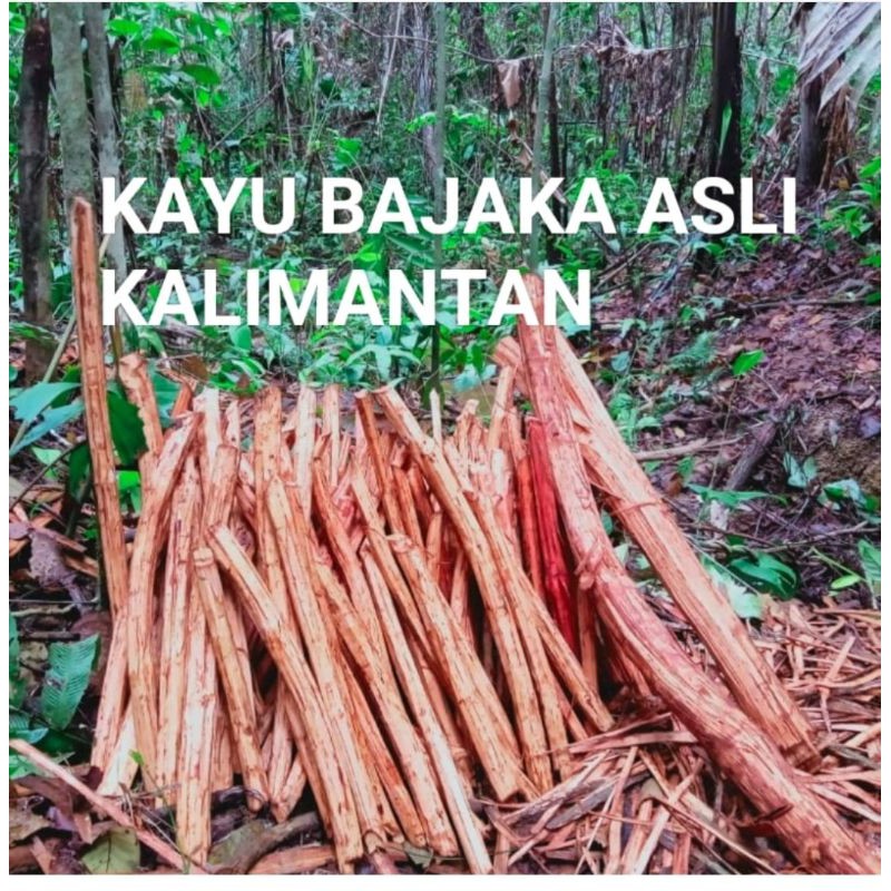 Jual KAYU BAJAKAH ASLI KALIMANTAN | Shopee Indonesia