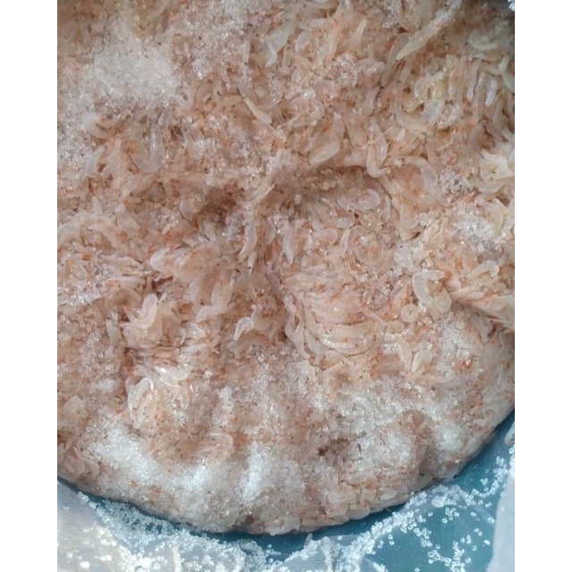 Jual HAKOI / CINCALOK UDANG | hakoi kalimantam | fermented shrimp ...