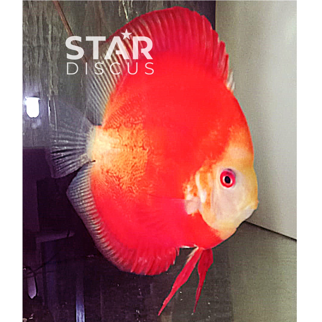 Jual Discus Super Red Melon 4 inch (-) betina | Shopee Indonesia