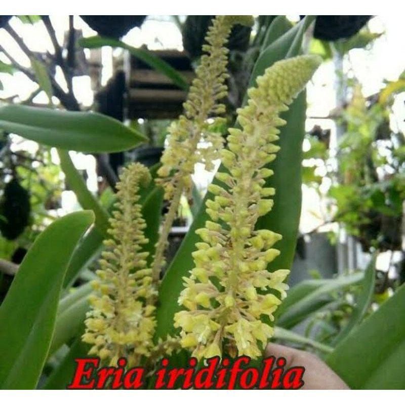 Jual Anggrek vanda eria iridifolia asli hutan murah | Shopee Indonesia