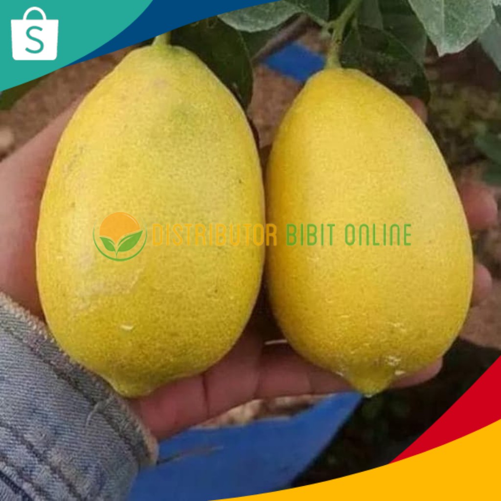 Jual Bibit Jeruk Lemon Tea (Lemon Long) | Shopee Indonesia