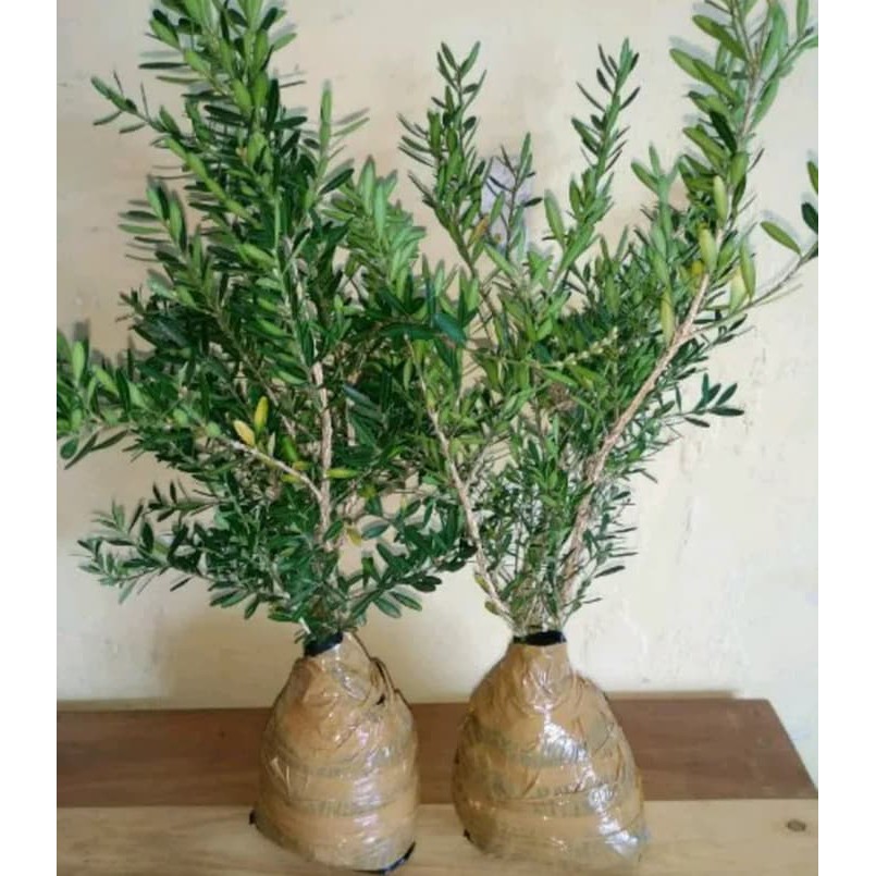 Jual Jual Bibit Tanaman Boksus Bahan Bonsai Murah | Shopee Indonesia