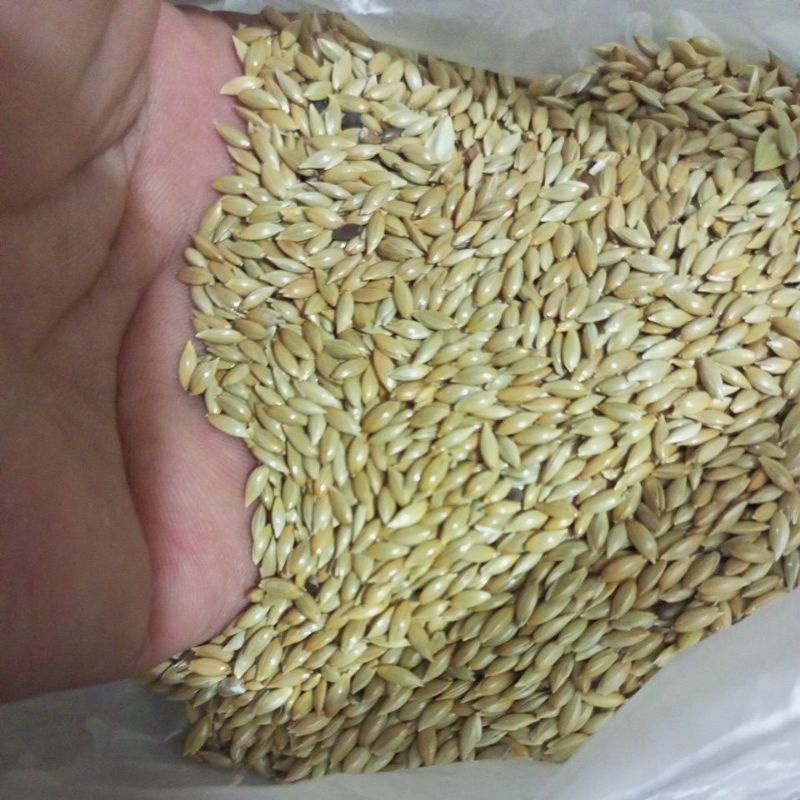 Jual Kenari seed 1kg original canary seed pakan burung | Shopee Indonesia