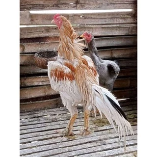 Jual Ayam Pakhoy Terlengkap & Harga Terbaru Juni 2024 | Shopee Indonesia