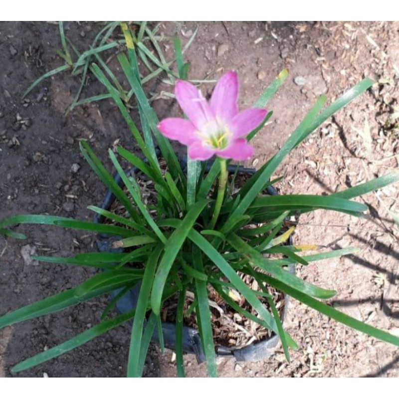 Jual tanaman hias lily hujan bunga pink kucay bawag | Shopee Indonesia