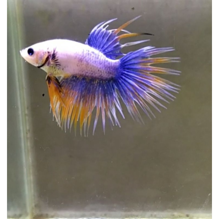 Jual Ikan Cupang Serit Purple Multi Colour ( Real Picture ) | Shopee ...