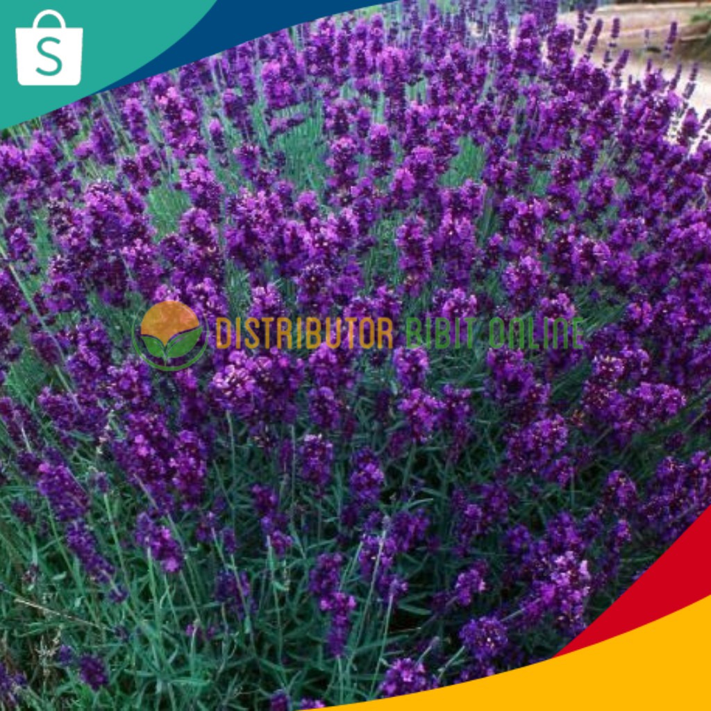 Jual Bibit Bunga Lavender Pengusir Nyamuk Siap Tanam | Shopee Indonesia
