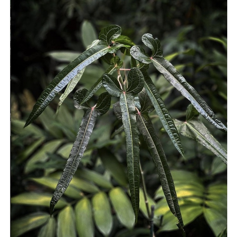 Jual TANAMAN HIAS ABELMOSCHUS CENDRAWASIH SP PAPUA | Shopee Indonesia