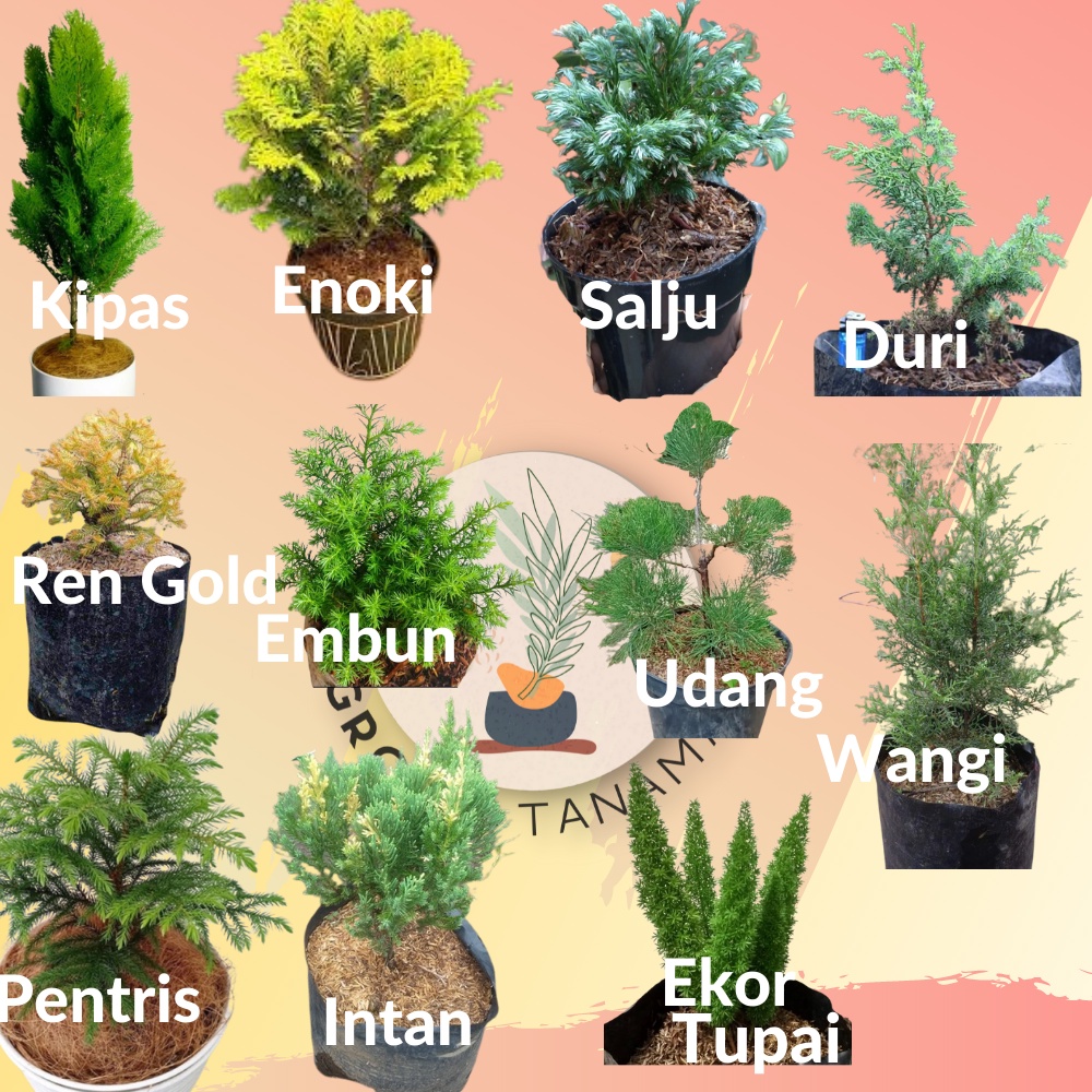 Jual Tanaman Hias Cemara Mini - Cemara Mini Indoor Dan Outdoor Murah ...
