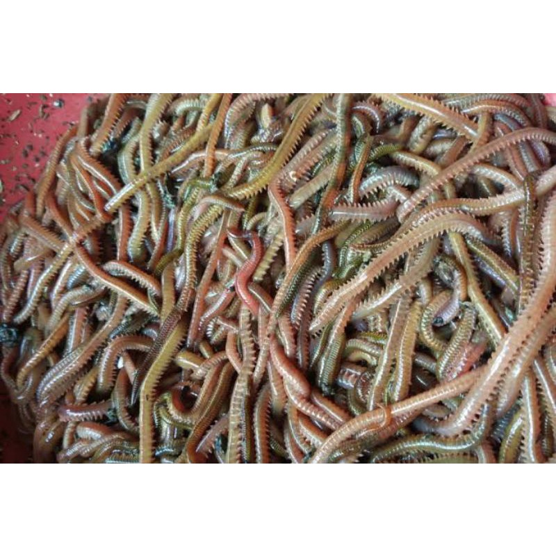 Jual CACING LAUT Atau CACING NAGA/LENGKI SUPER UMPAN PANCING | Shopee ...