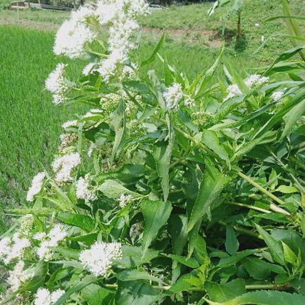 Jual Daun Kirinyuh herbal lambung kronis 1 kg | Shopee Indonesia