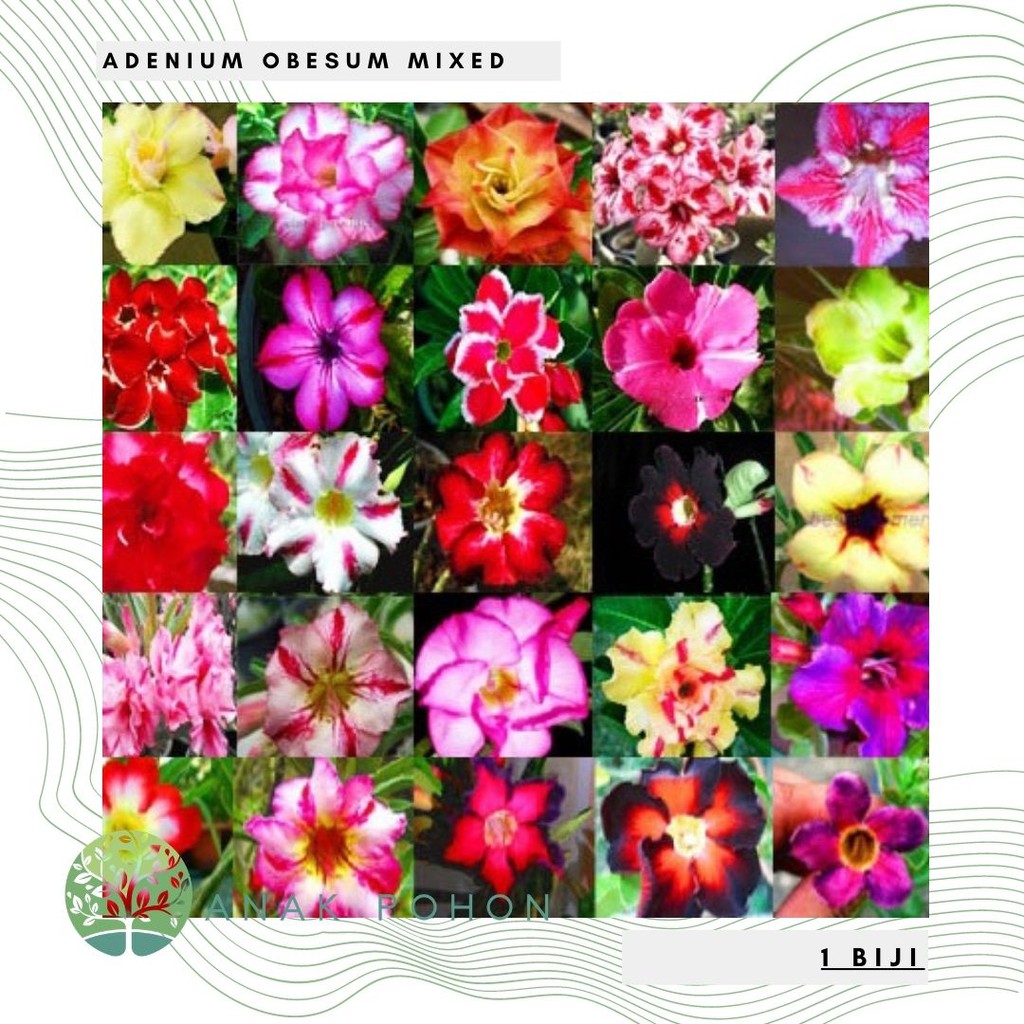 Jual Benih Bibit Biji - Bunga Adenium Obesum Mix (Single & Double Petal ...