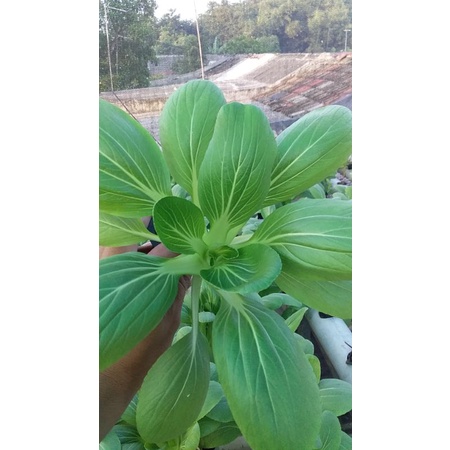 Jual sayur pakcoy fresh / sayur pakchoy hidroponik/ pakcoy organik ...