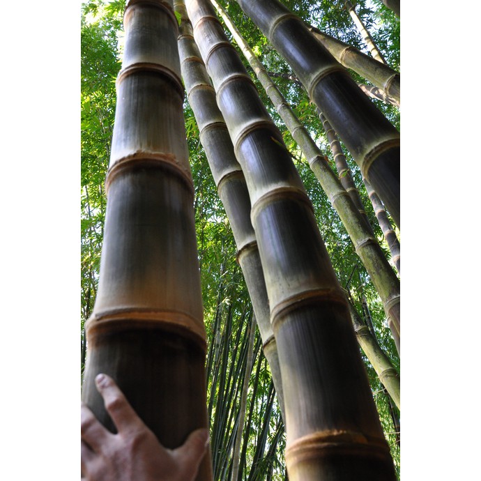 Jual Bibit bambu petung hitam / Dendrocalamus asper 'Black' / bambu ...