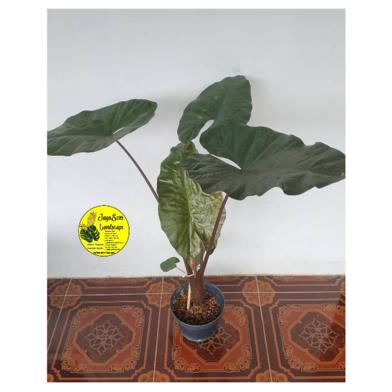 Jual TANAMAN HIAS SENTE HITAM/TANAMAN TALAS HITAM + POT HITAM | Shopee ...