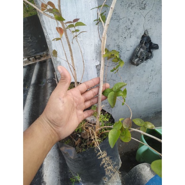 Jual bibit bonsai buah dewandaru /sianto / cermai belanda | Shopee ...