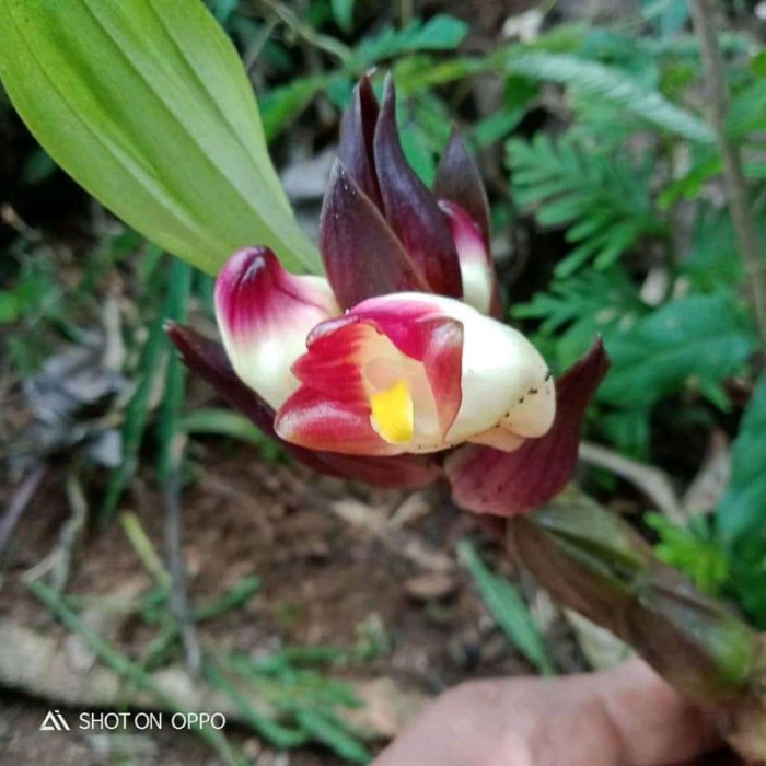 Jual Anggrek tanah spesies ACANTHEPIPPIUM (potong daun) | Shopee Indonesia