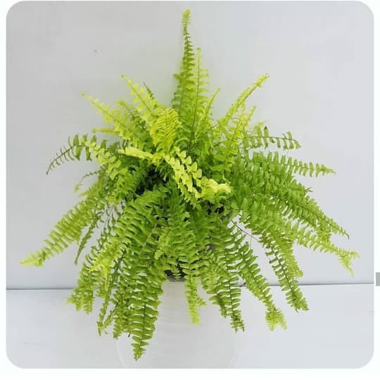 Jual tanaman hias pakis boston - bostonfern ( Tanaman hias hidup indoor ...