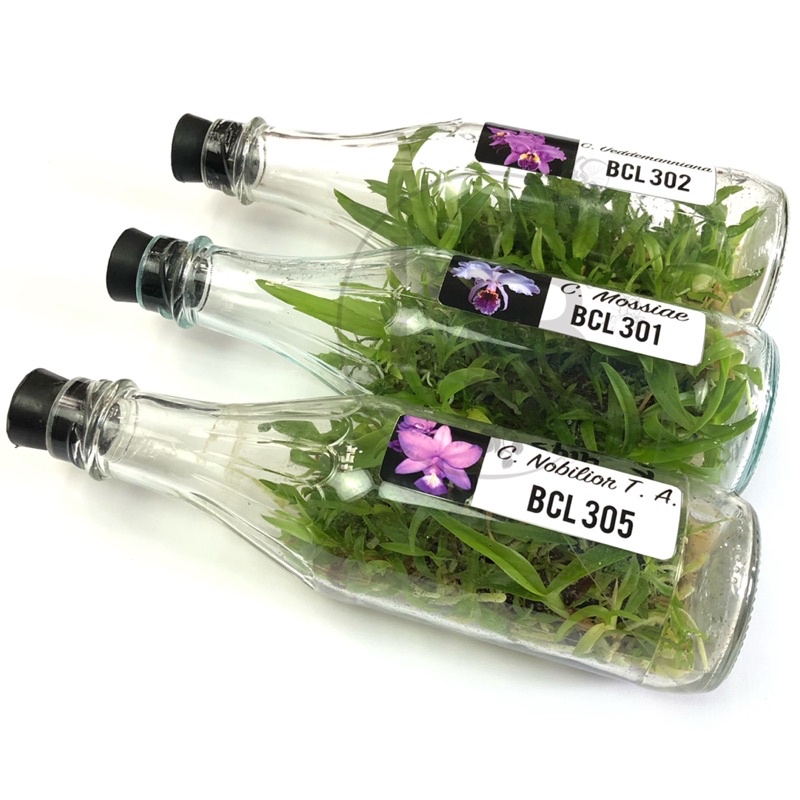 Jual Anggrek Cattleya Botolan | Bibit Anggrek Cattleya dalam botol ...
