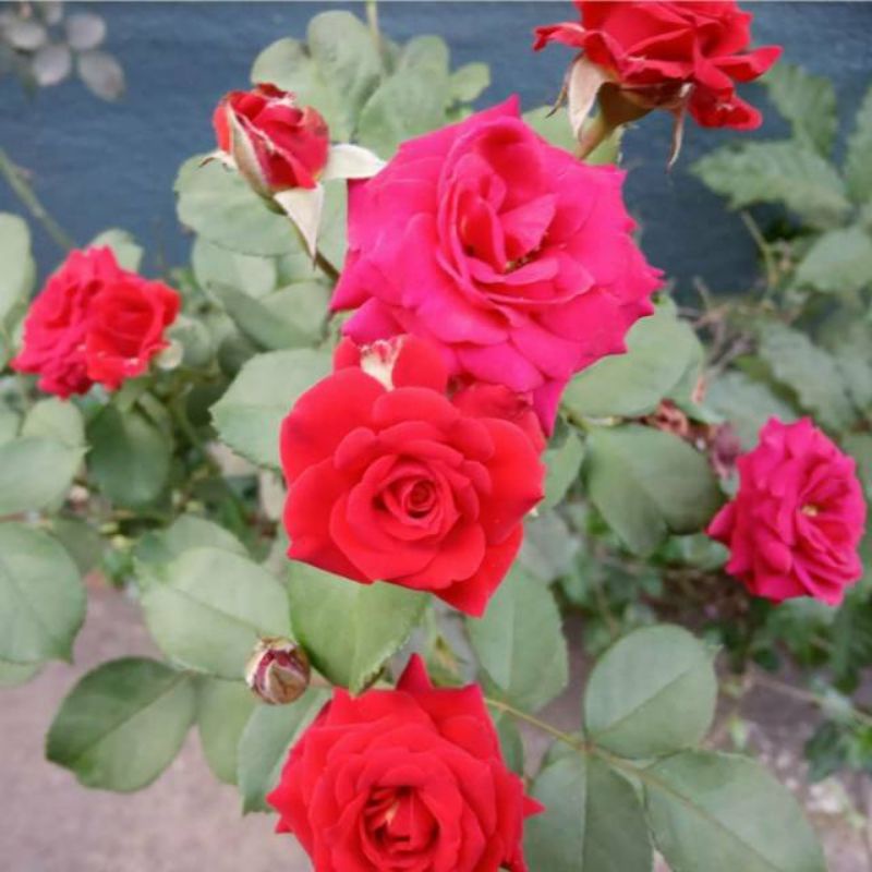 Jual Tanaman Bunga Mawar Merah Tampa Duri | Shopee Indonesia