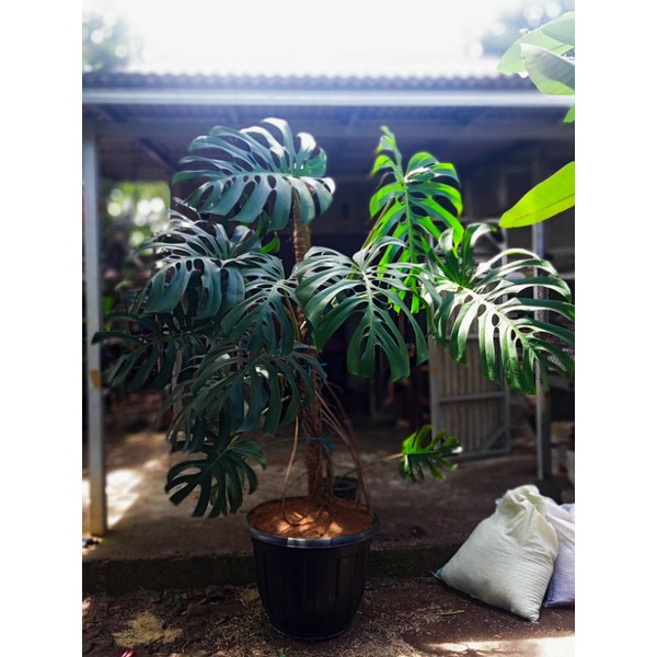 Jual monstera king jumbo tinggi 2 meter khusus Jabodetabek | Shopee ...