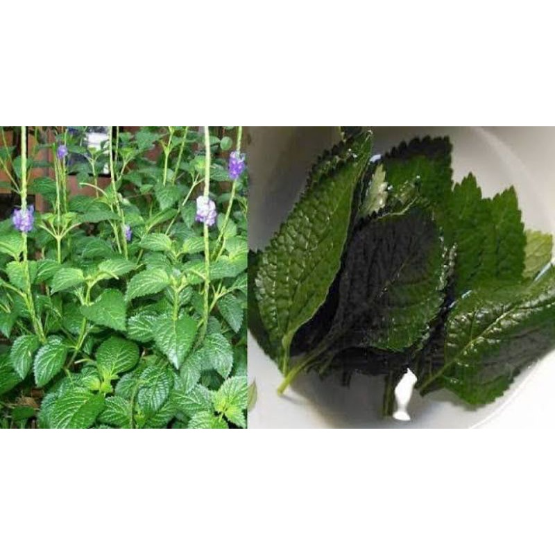 Jual tanaman pecut kuda | Shopee Indonesia