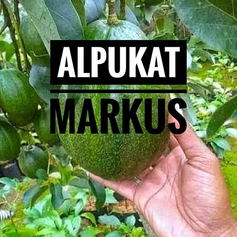 Jual Bibit Alpukat markus super jumbo | Shopee Indonesia