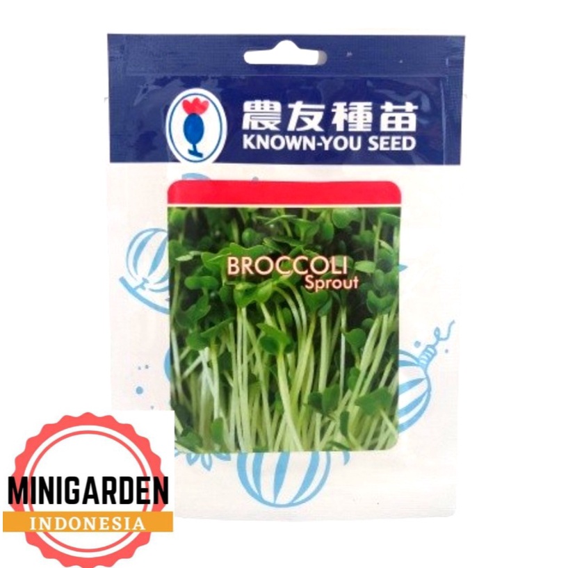 Jual MICROGREENS BROCCOLI SPROUT 250 GRAM PACK BESAR benih biji bibit microgreen brokoli ...