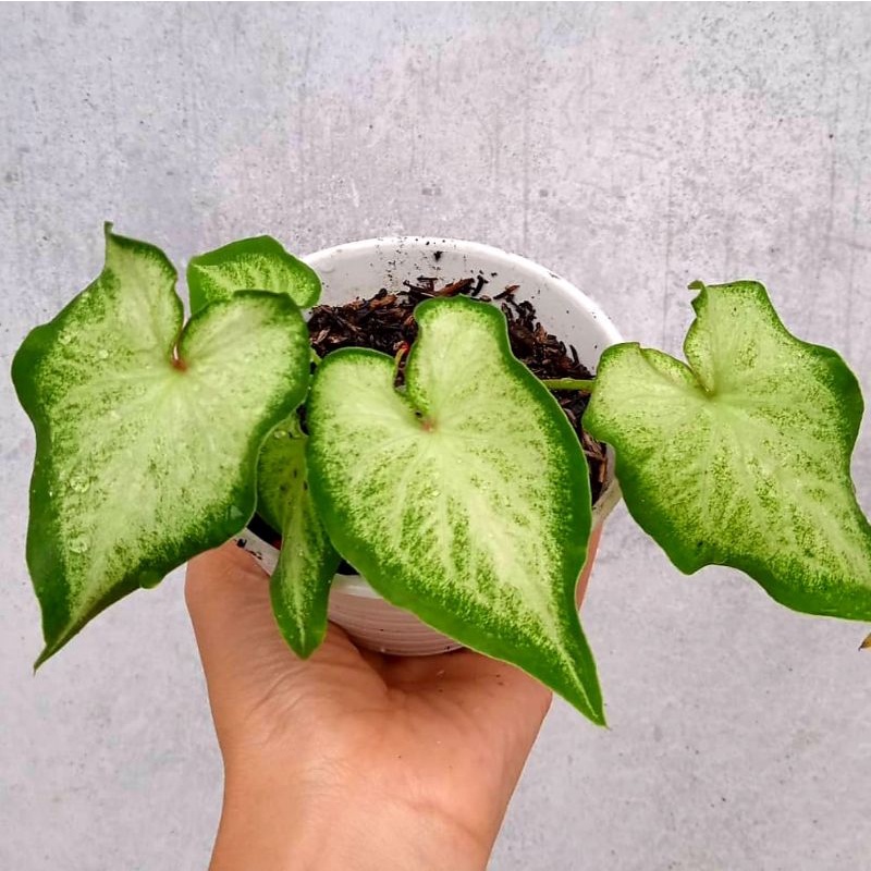 Jual Caladium Infinity / bunga keladi / tanaman hias keladi murah ...