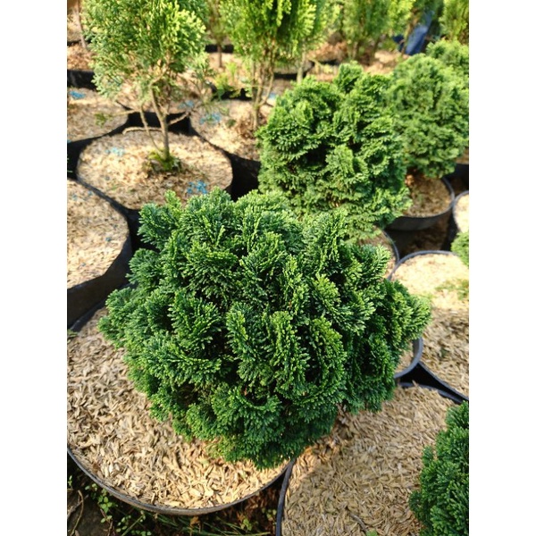 Jual Cemara Inoki Casuarina Equisetifolia (Pusat Tanaman Hias Cihideung ...