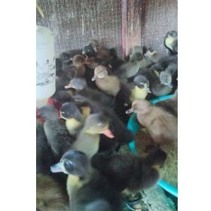 Jual bebek hibrida - anak bebek hibrida - DOD hibrida | Shopee Indonesia