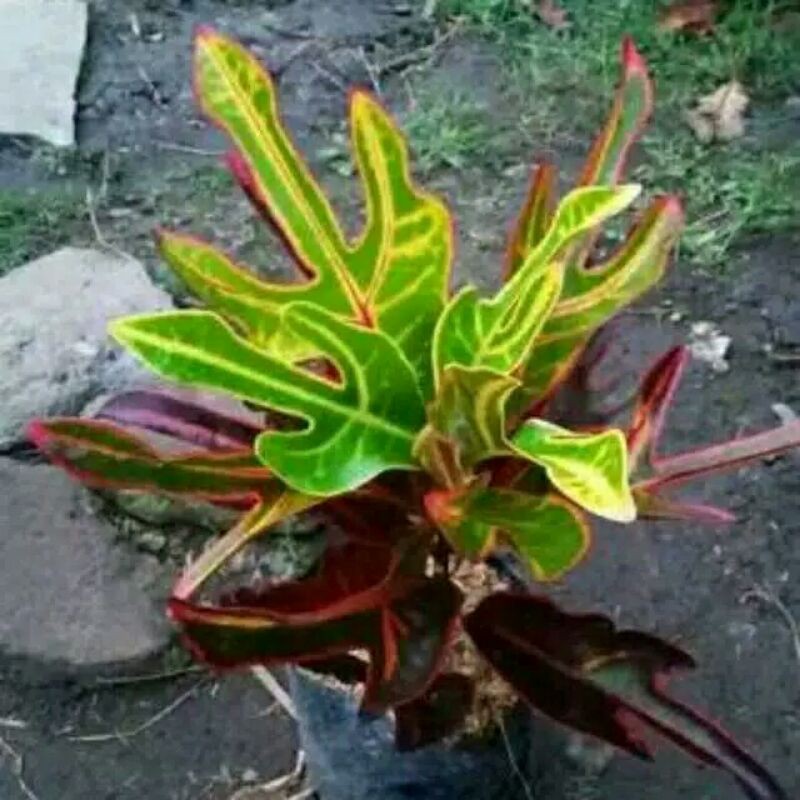 Jual tanaman hias puring jet merah-puring jet-puring jet merah-PURING ...