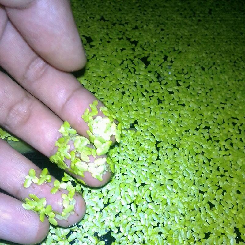 Jual tanaman air lenma minor/mata lele (bibit untuk dibudidayakan ...