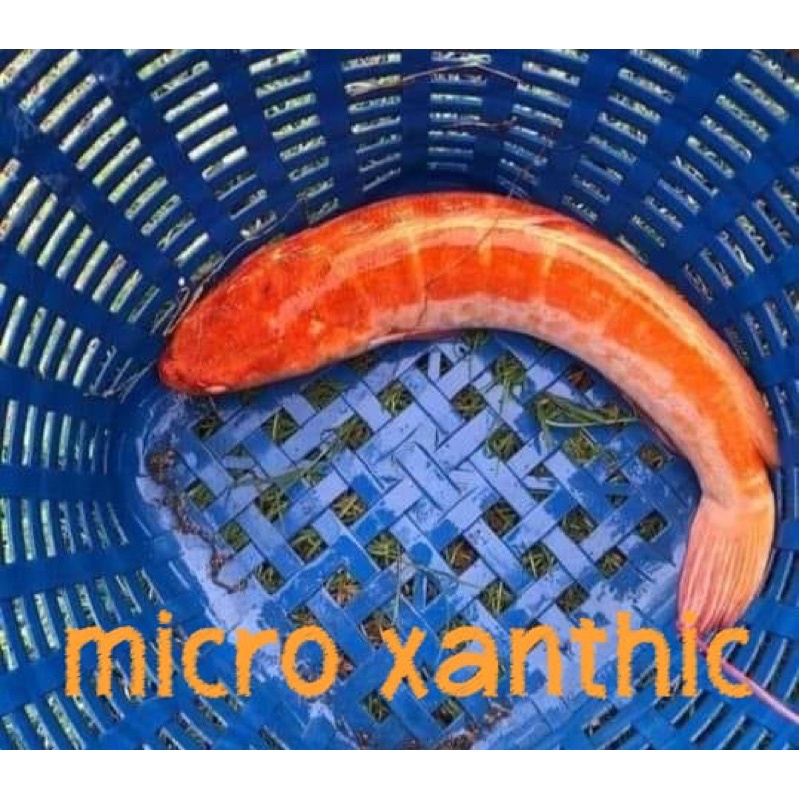 Jual toman xanthic | Shopee Indonesia