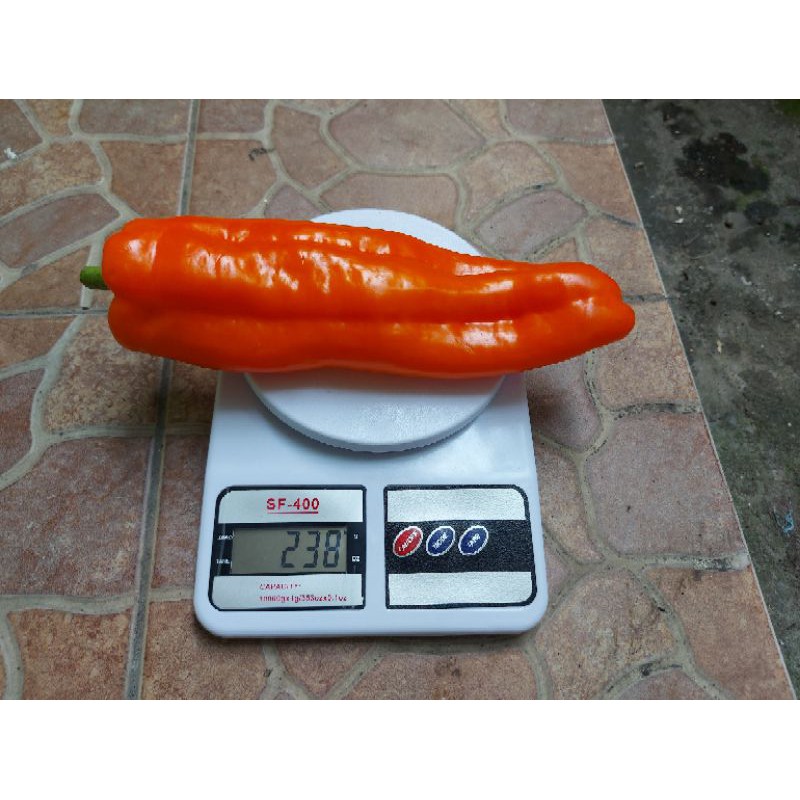 Jual Biji Cabe Jumbo Orange Sweet Italian isi 100 butir | Shopee Indonesia