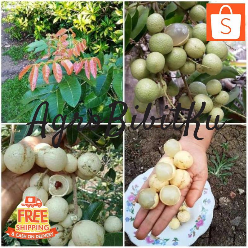 Jual PAKET 2 BIBIT TANAMAN BUAH KELENGKENG MATALADA OKULASI ASLI ...